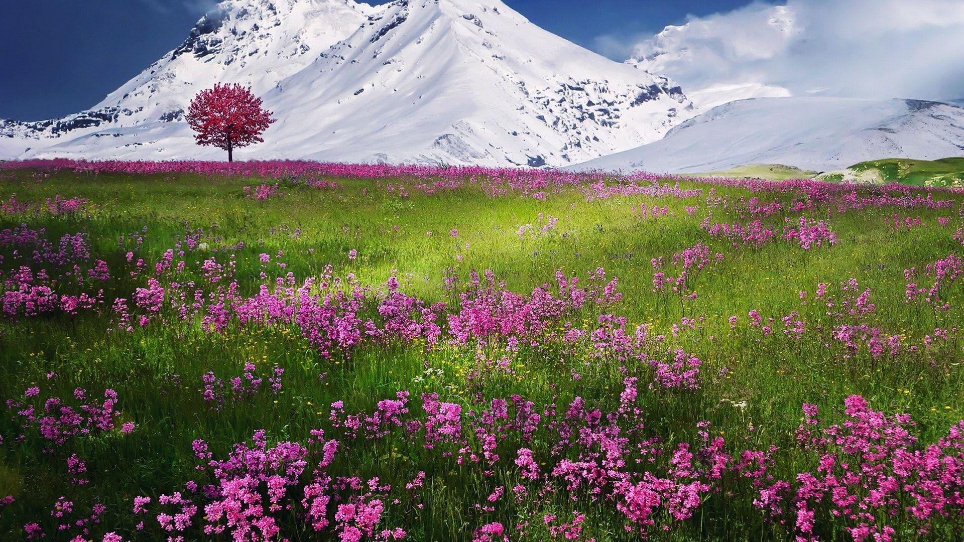 Mountain Meadow Wallpapers - Top Free Mountain Meadow Backgrounds ...
