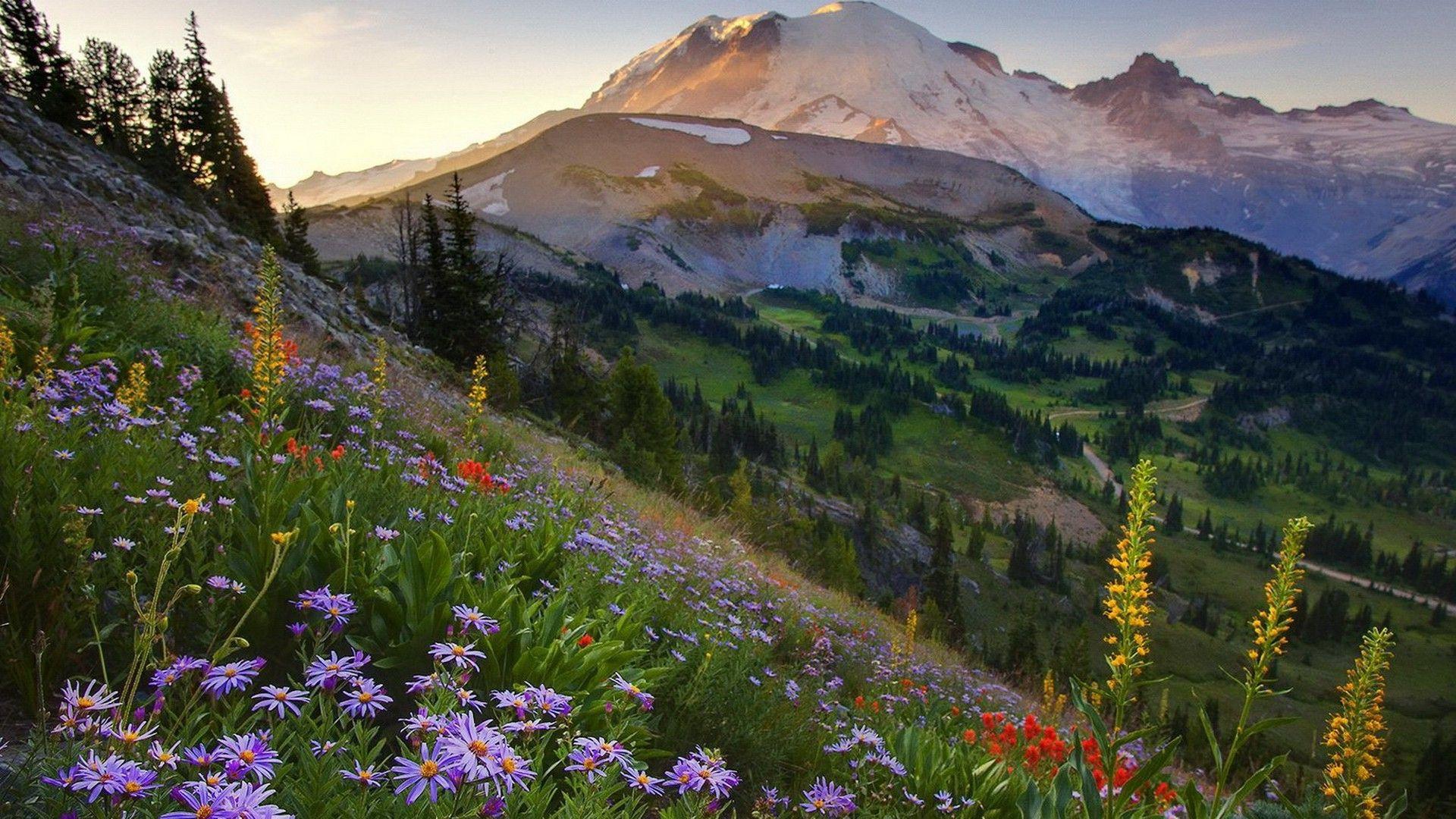 Mountain Meadow Wallpapers - Top Free Mountain Meadow Backgrounds ...