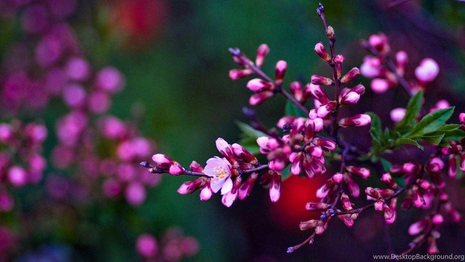 Awesome Spring Wallpapers - Top Free Awesome Spring Backgrounds ...