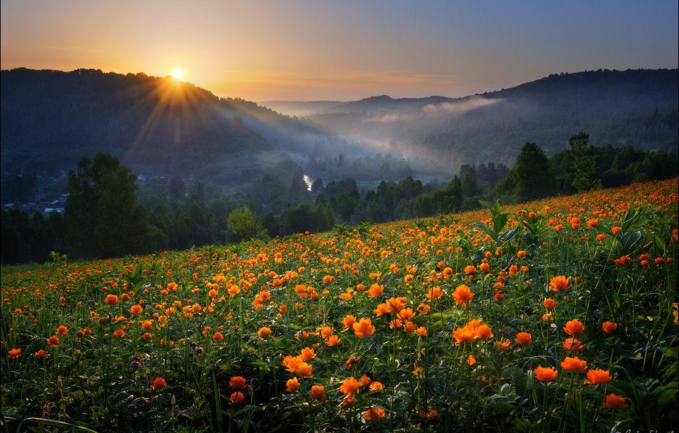 Meadow Desktop Wallpapers - Top Free Meadow Desktop Backgrounds ...
