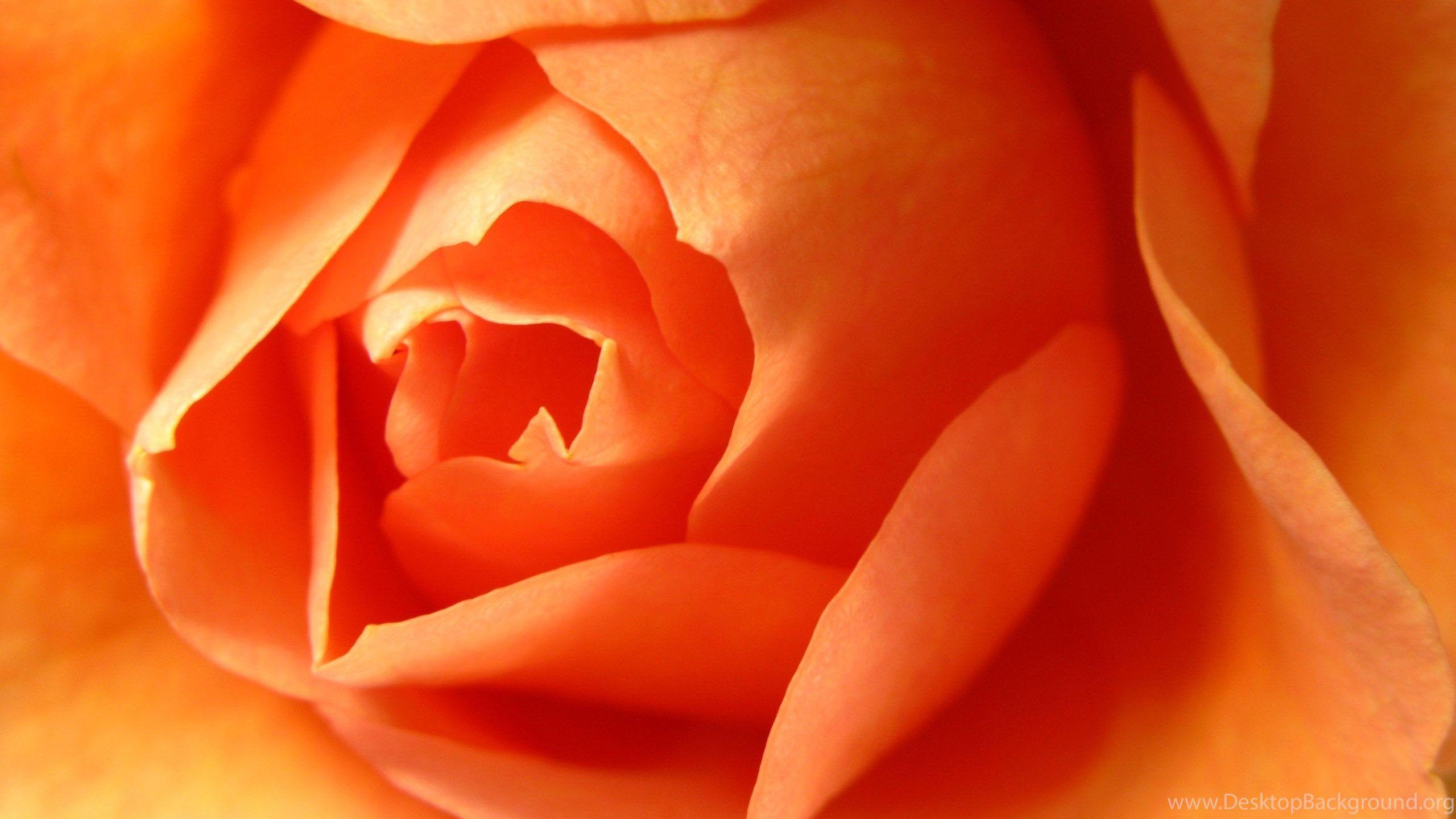 Orange Roses Wallpapers - Top Free Orange Roses Backgrounds ...