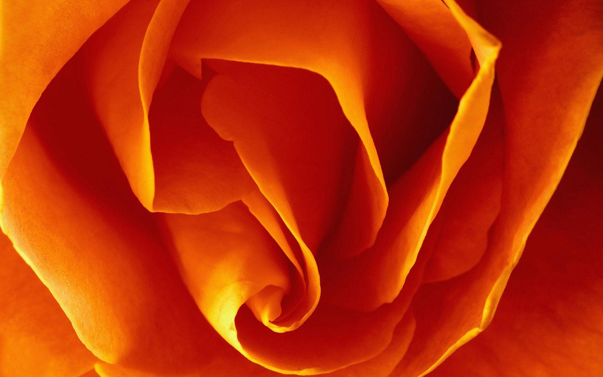 Orange Roses Wallpapers - Top Free Orange Roses Backgrounds ...
