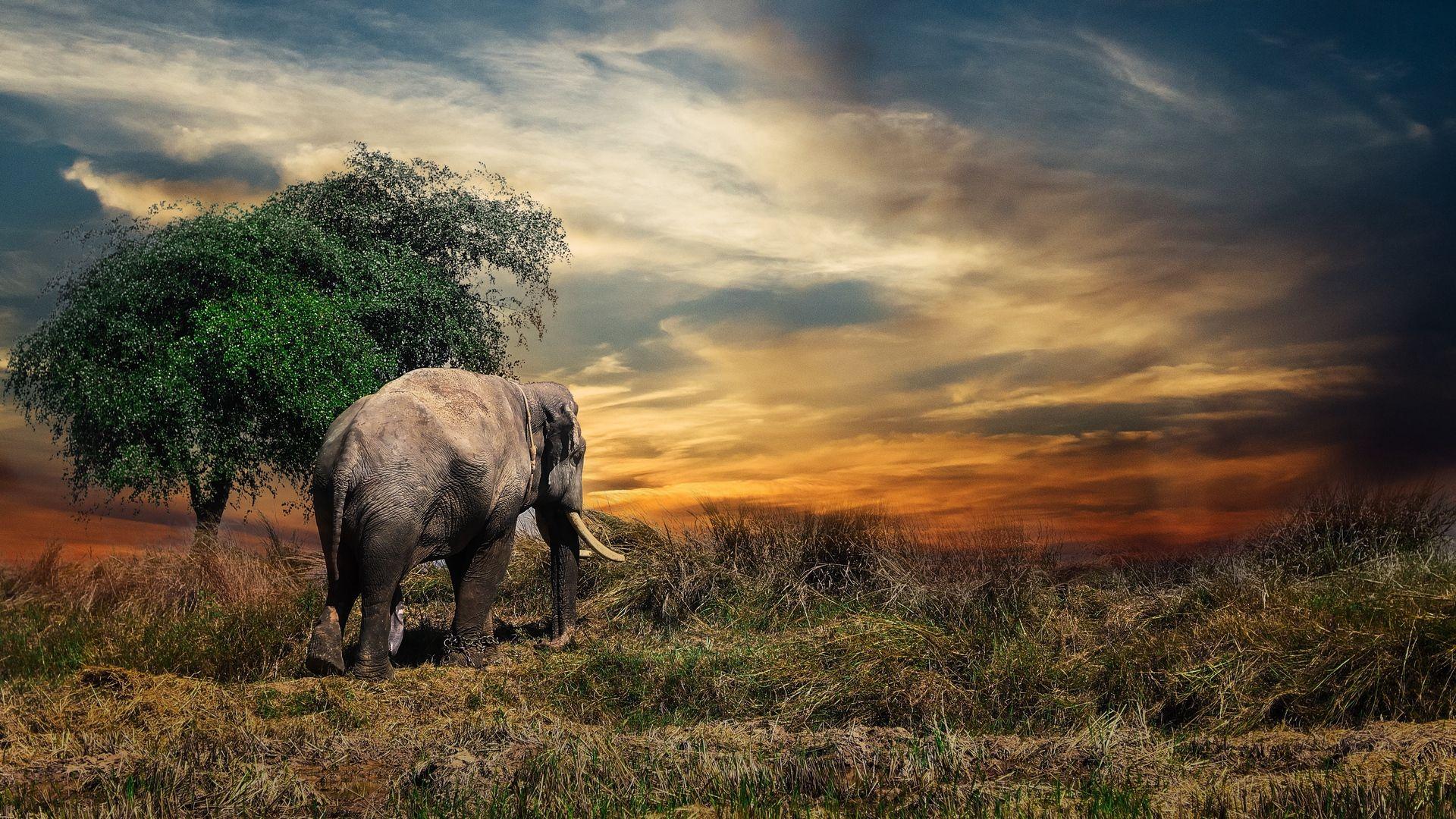 Beautiful Elephant Wallpapers - Top Free Beautiful Elephant Backgrounds ...