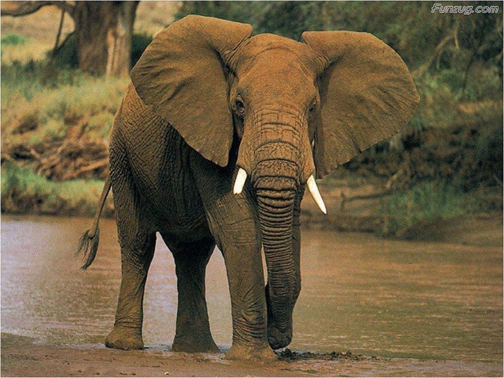 Beautiful Elephant Wallpapers - Top Free Beautiful Elephant Backgrounds ...