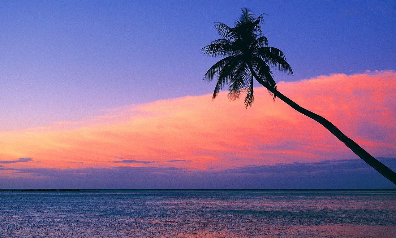 Pink Tropical Wallpapers - Top Free Pink Tropical Backgrounds ...