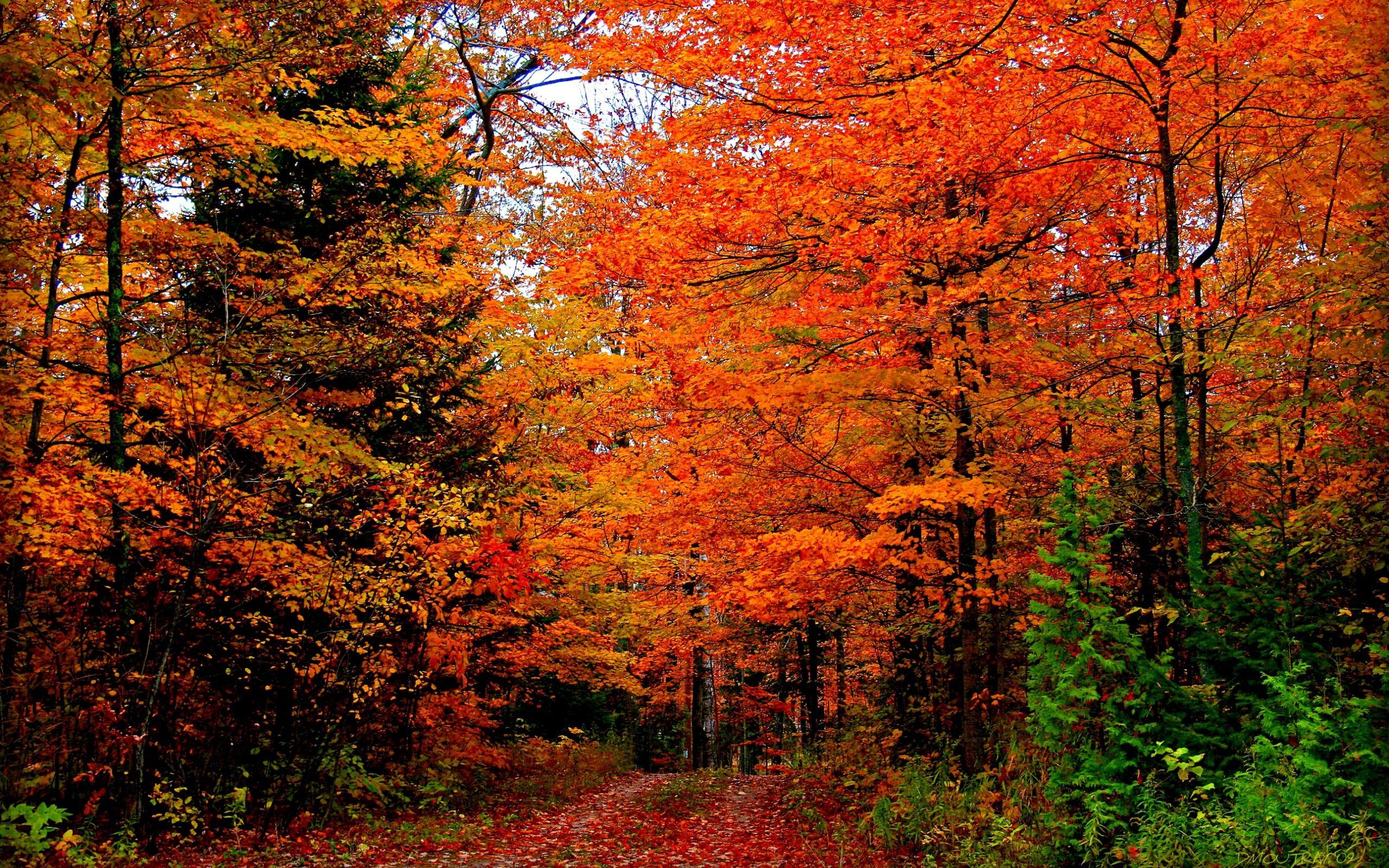 Autumn Colors Wallpapers - Top Free Autumn Colors Backgrounds ...
