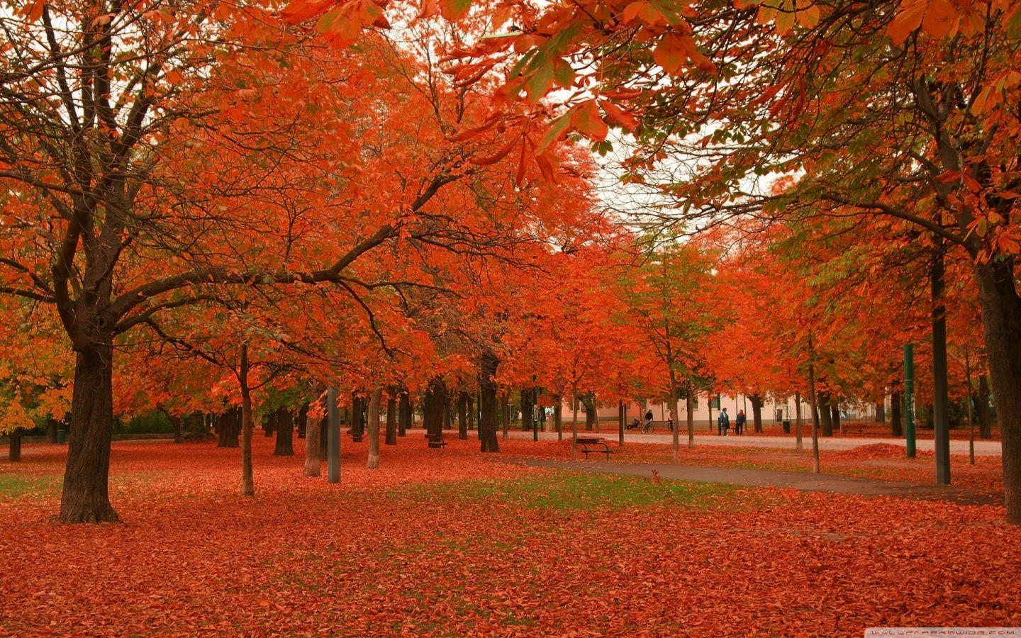 Autumn Colors Wallpapers - Top Free Autumn Colors Backgrounds ...