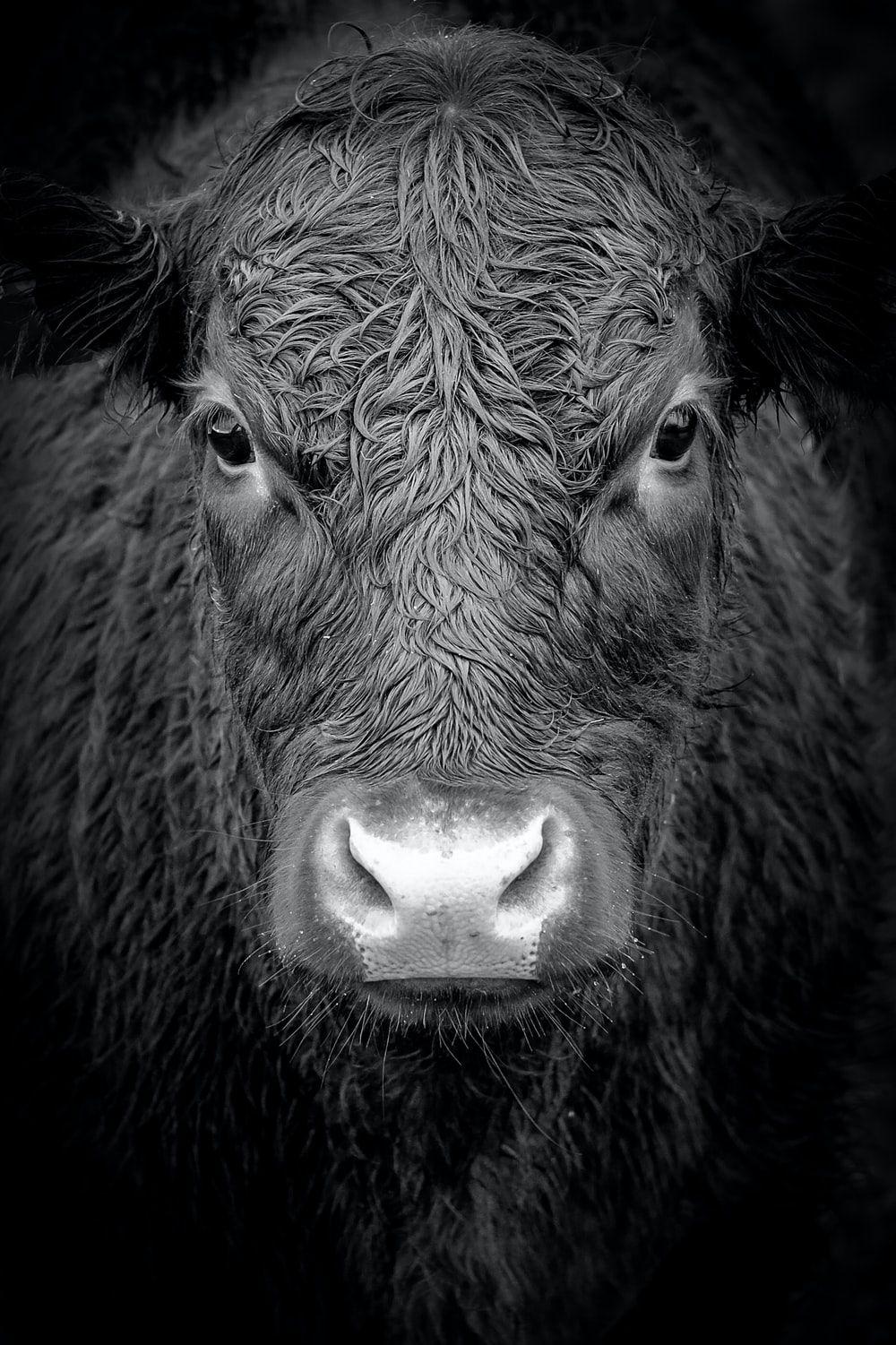 Angry Bull Wallpapers - Top Free Angry Bull Backgrounds - WallpaperAccess