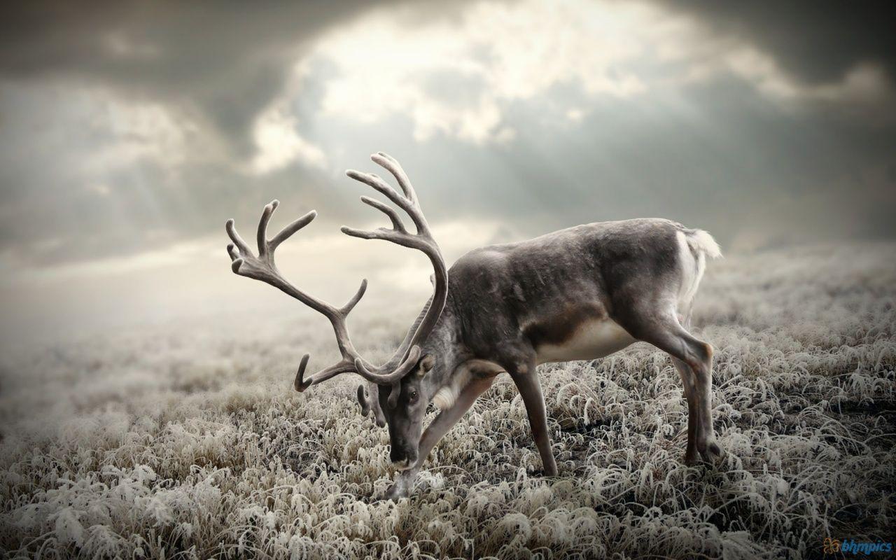 Cool Deer Wallpapers - Top Free Cool Deer Backgrounds - WallpaperAccess