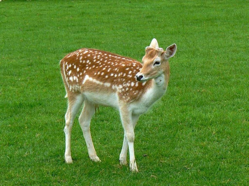 Cool Deer Wallpapers - Top Free Cool Deer Backgrounds - WallpaperAccess