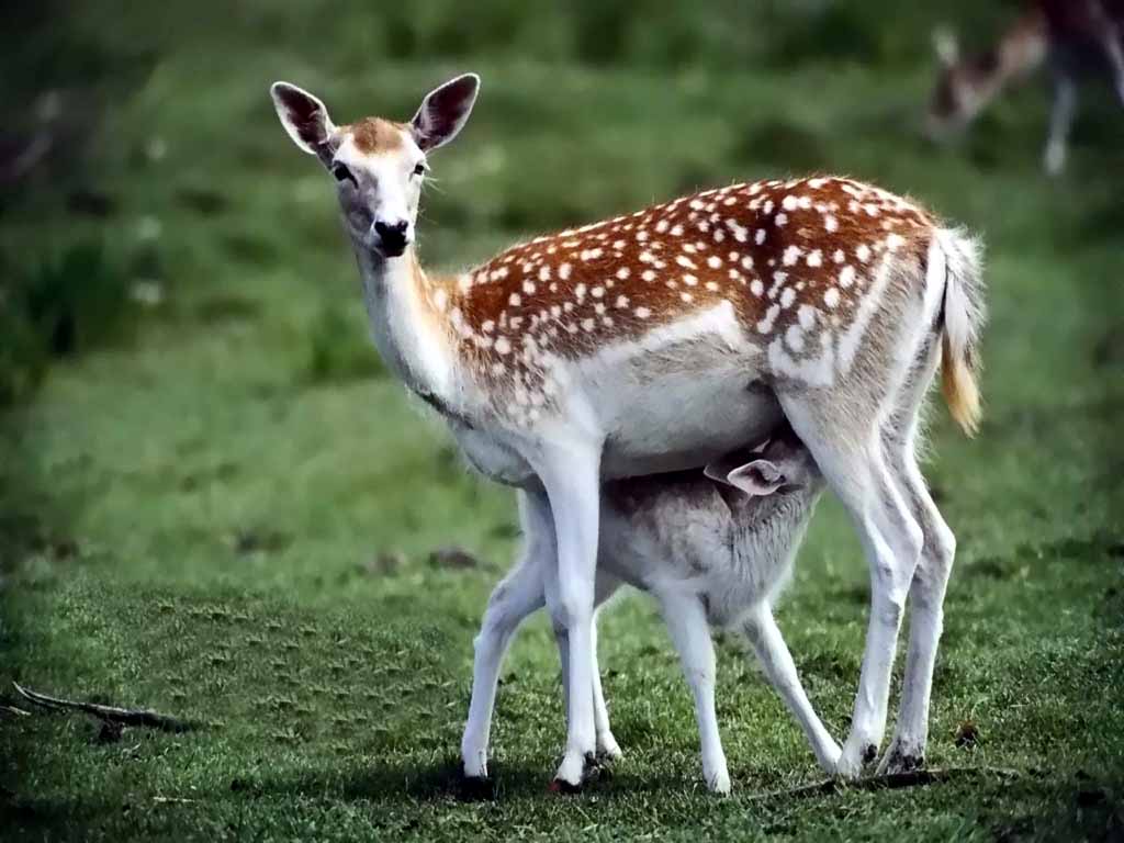Cool Deer Wallpapers - Top Free Cool Deer Backgrounds - WallpaperAccess