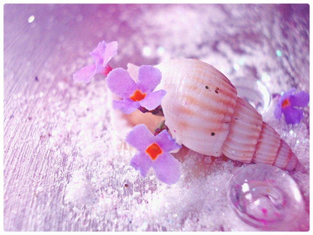 Cute Seashell Wallpapers - Top Free Cute Seashell Backgrounds ...
