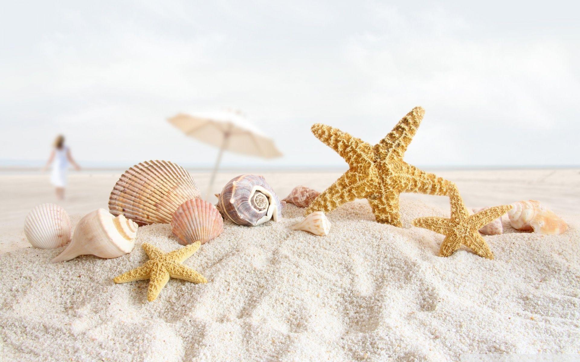 Cute Seashell Wallpapers - Top Free Cute Seashell Backgrounds ...