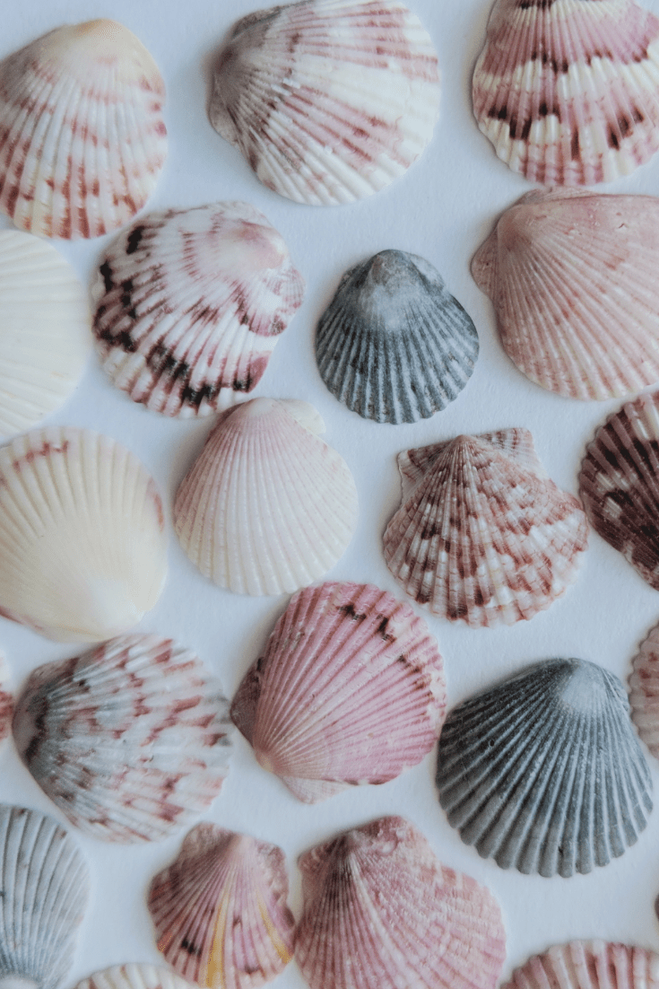 Pink Seashell Wallpapers - Top Free Pink Seashell Backgrounds ...