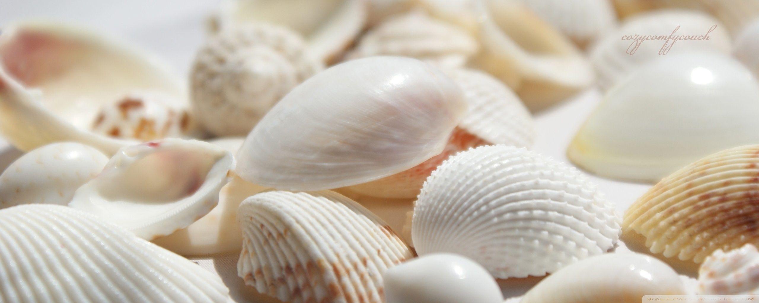 Cute Seashell Wallpapers - Top Free Cute Seashell Backgrounds ...