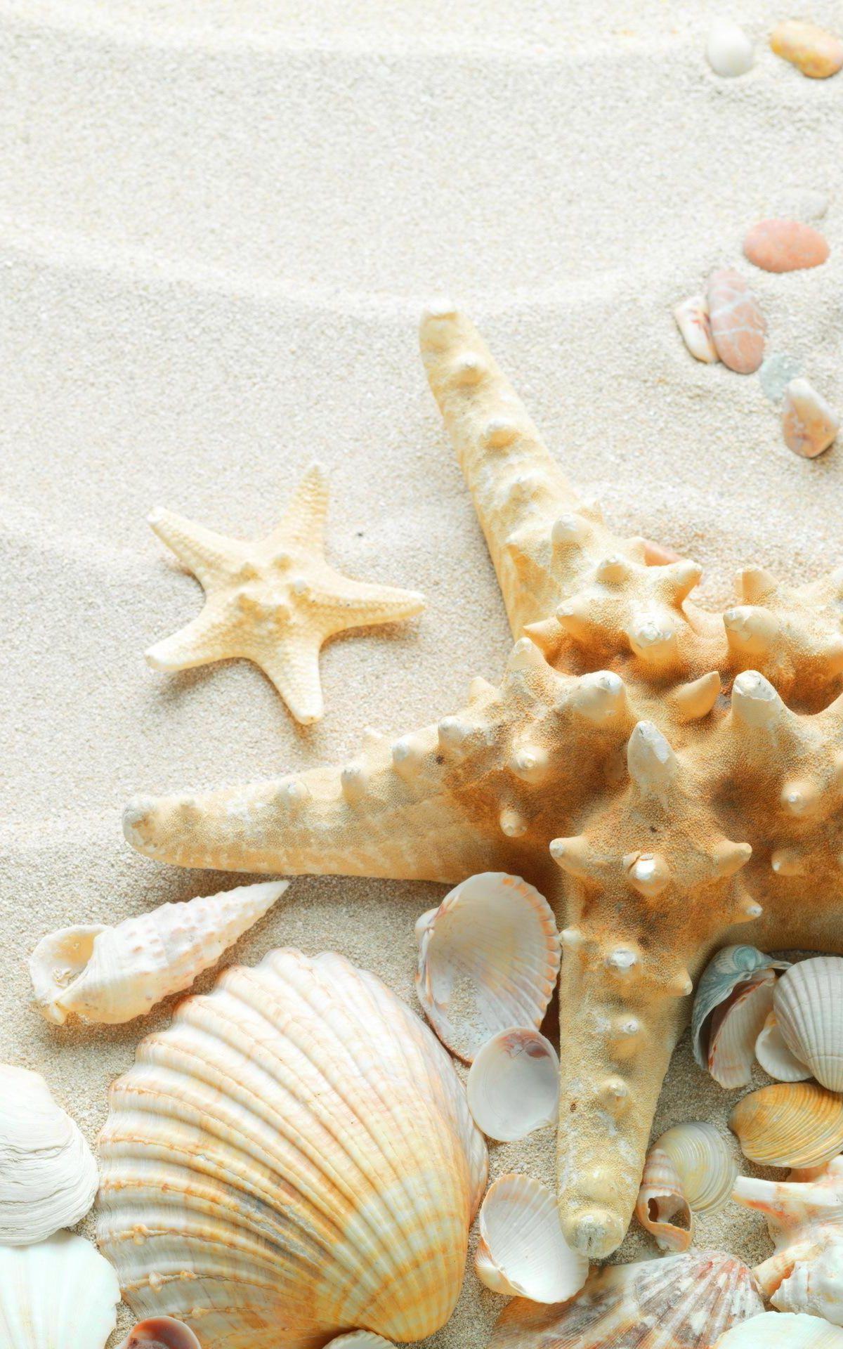 Cute Seashell Wallpapers - Top Free Cute Seashell Backgrounds ...