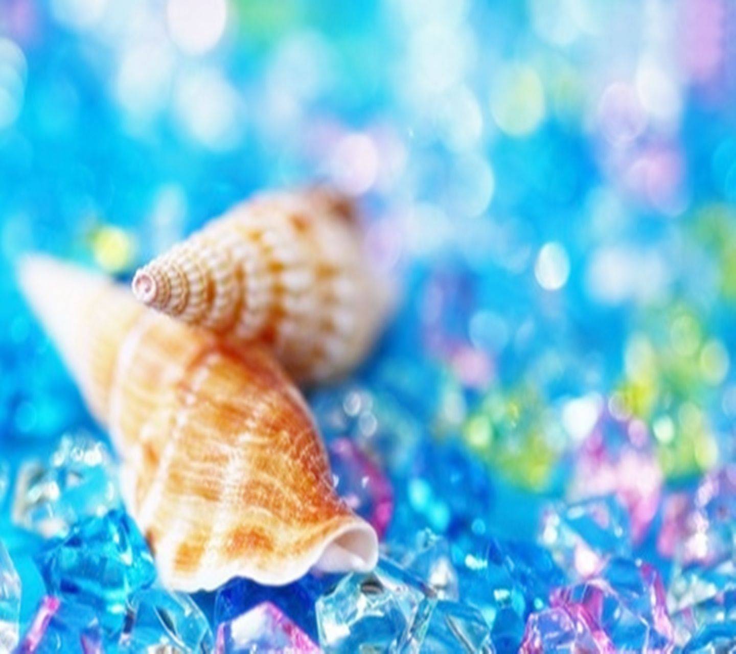 Cute Seashell Wallpapers - Top Free Cute Seashell Backgrounds ...