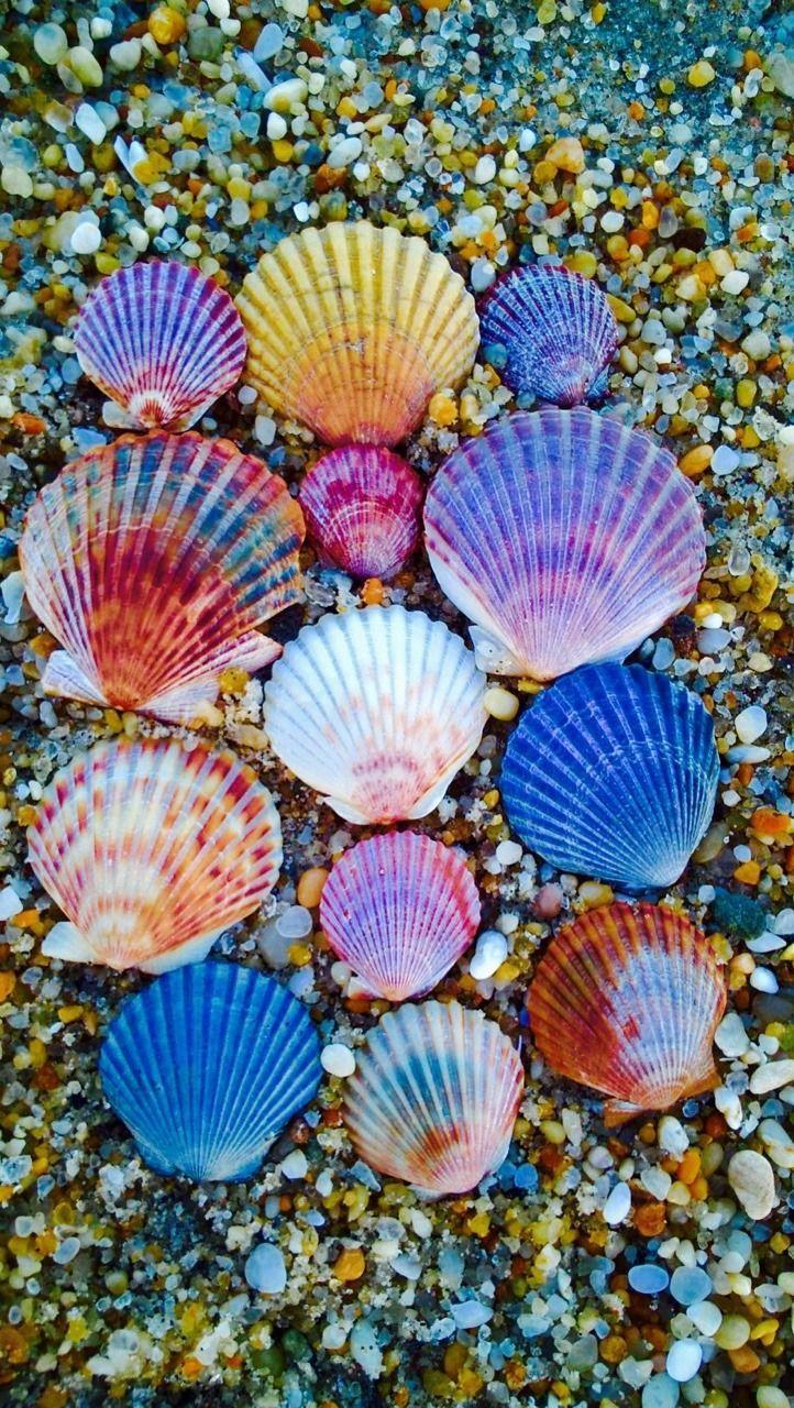 Cute Seashell Wallpapers - Top Free Cute Seashell Backgrounds ...