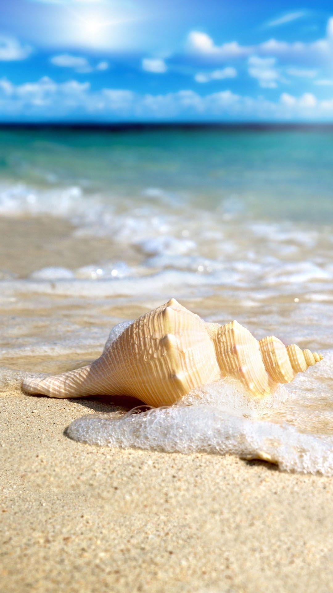 Cute Seashell Wallpapers - Top Free Cute Seashell Backgrounds ...