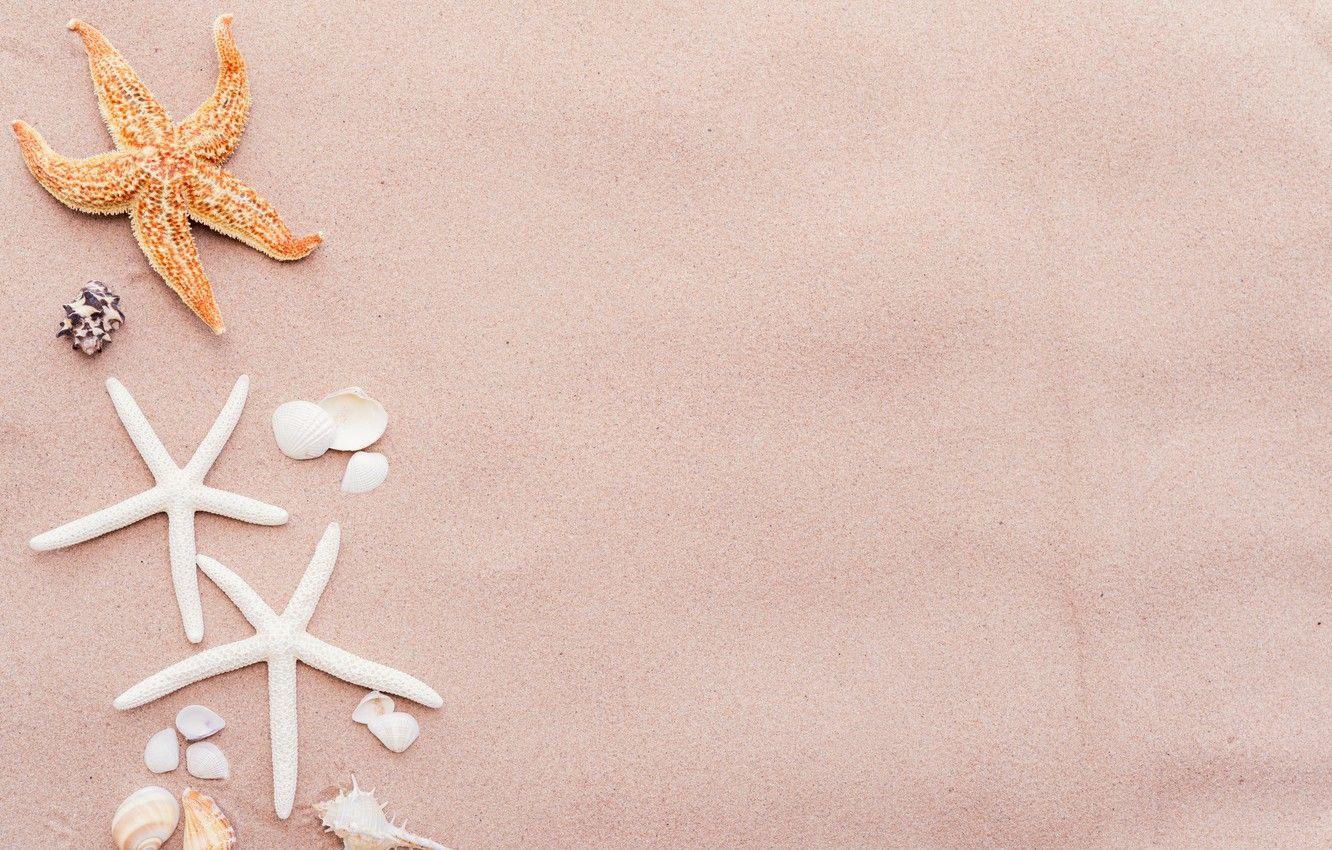 Pink Seashell Wallpapers - Top Free Pink Seashell Backgrounds ...