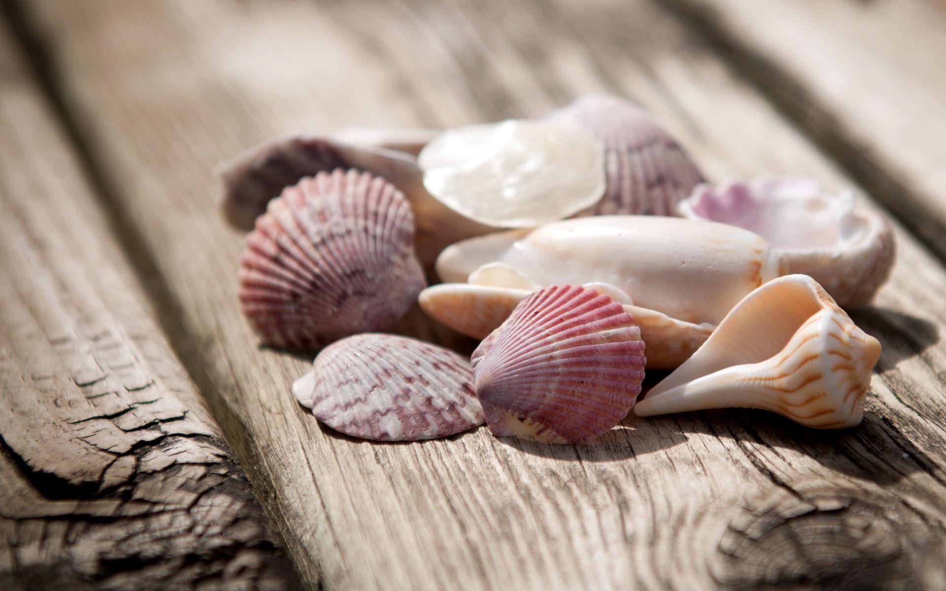 Seashell Desktop Wallpapers - Top Free Seashell Desktop Backgrounds ...