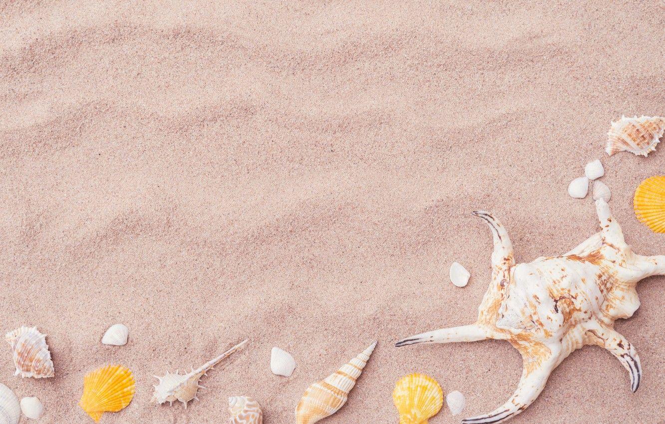 Pink Seashell Wallpapers - Top Free Pink Seashell Backgrounds ...
