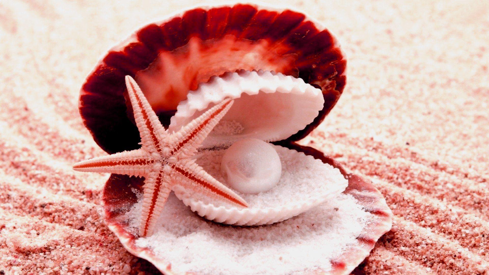 Pink Seashell Wallpapers - Top Free Pink Seashell Backgrounds ...