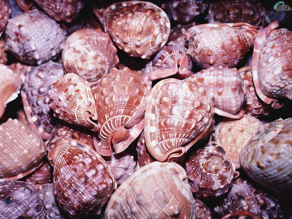 Pink Seashell Wallpapers - Top Free Pink Seashell Backgrounds ...