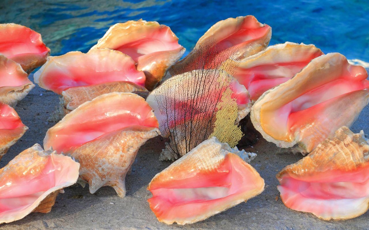 Pink Seashell Wallpapers - Top Free Pink Seashell Backgrounds ...