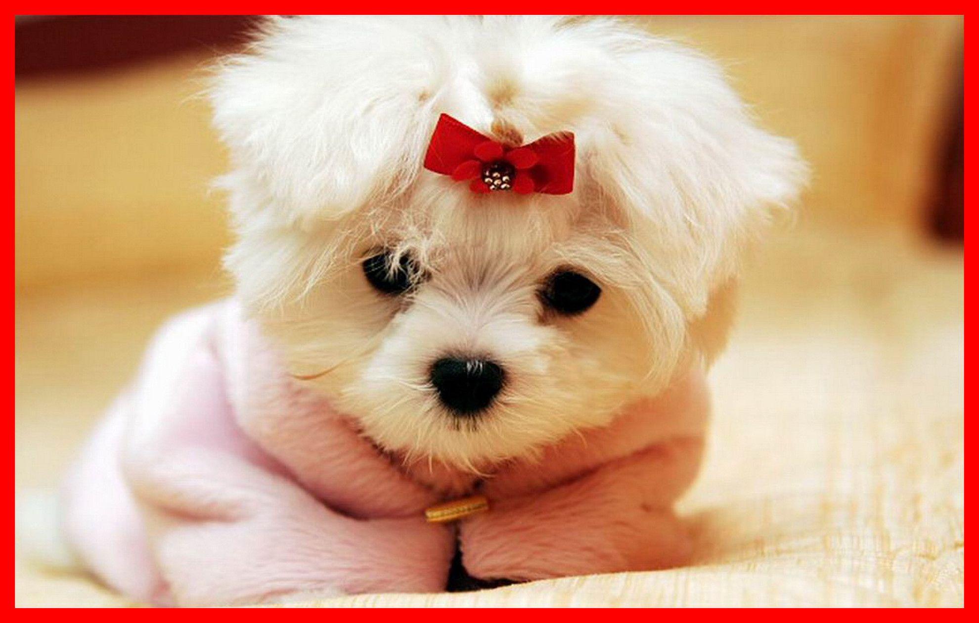 Puppy Desktop Wallpapers - Top Free Puppy Desktop Backgrounds ...