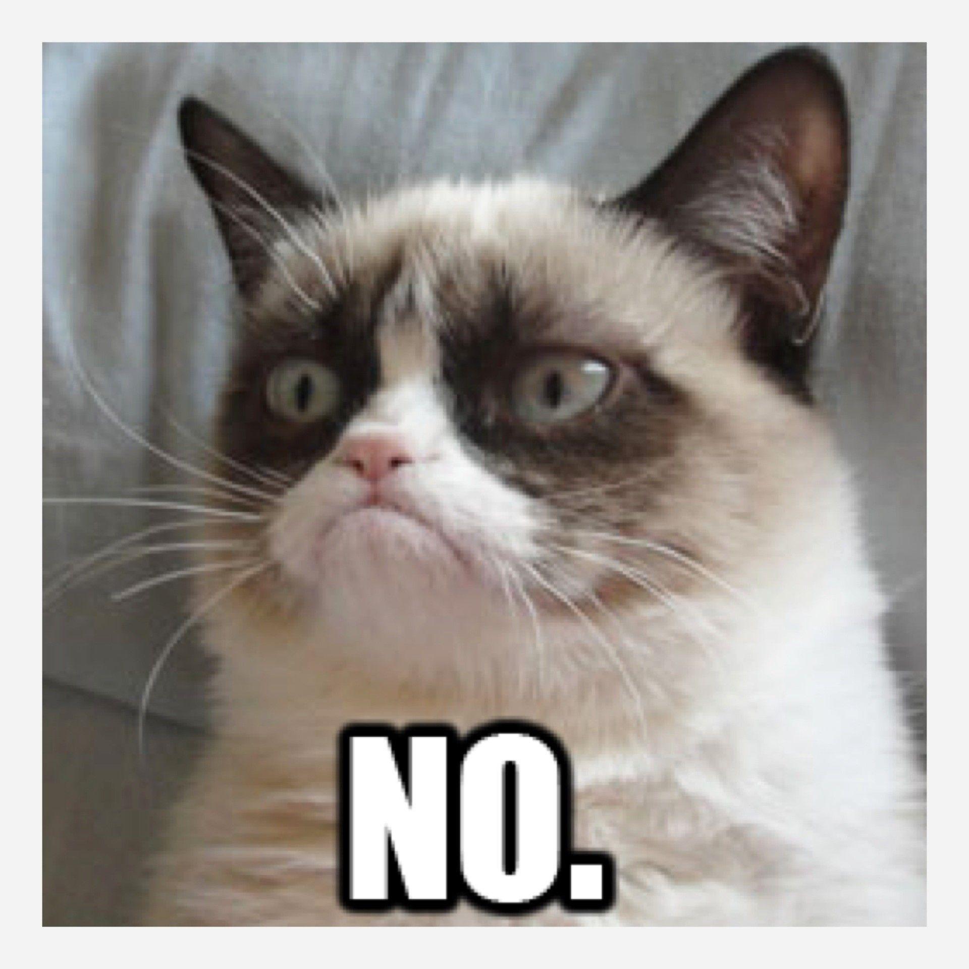 Nope Grumpy Cat Wallpapers - Top Free Nope Grumpy Cat Backgrounds ...