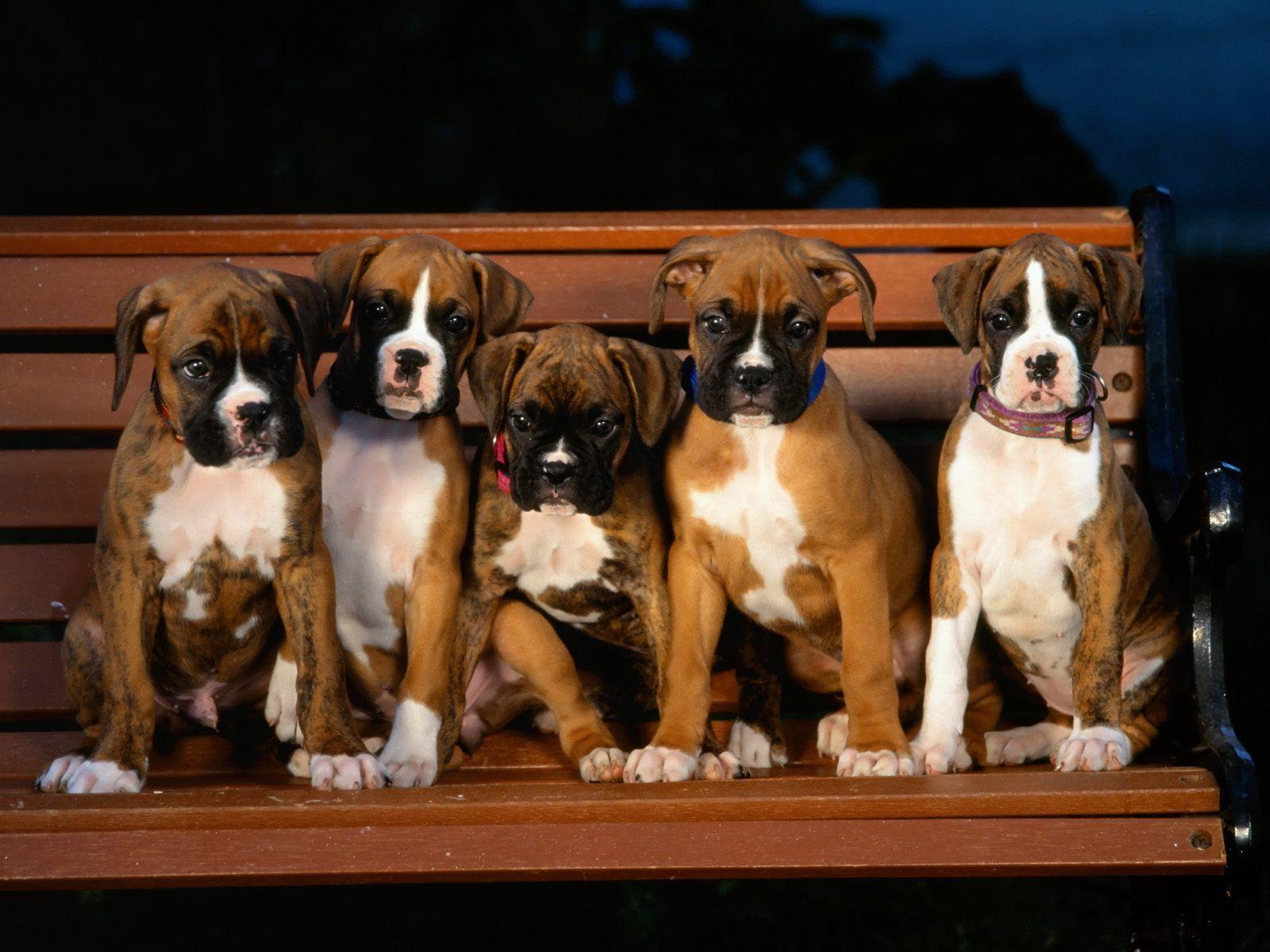 Cute Boxer Wallpapers - Top Free Cute Boxer Backgrounds - WallpaperAccess