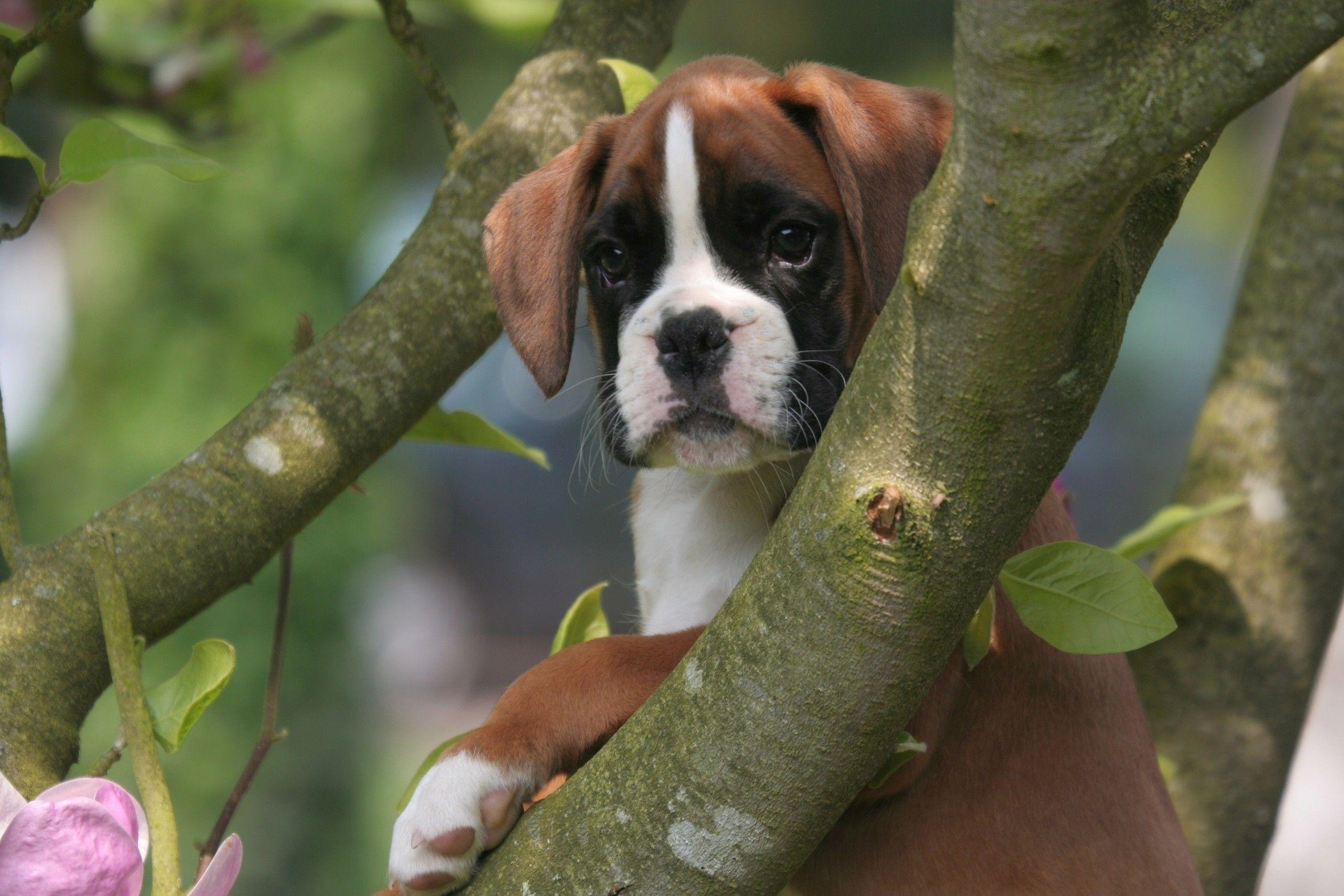 Cute Boxer Wallpapers - Top Free Cute Boxer Backgrounds - WallpaperAccess