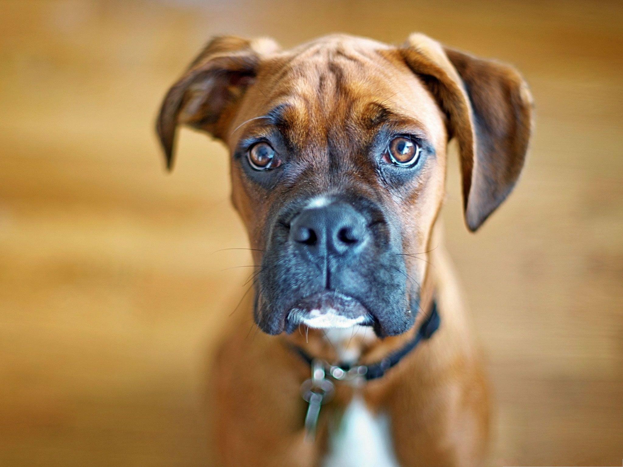 Cute Boxer Wallpapers - Top Free Cute Boxer Backgrounds - WallpaperAccess