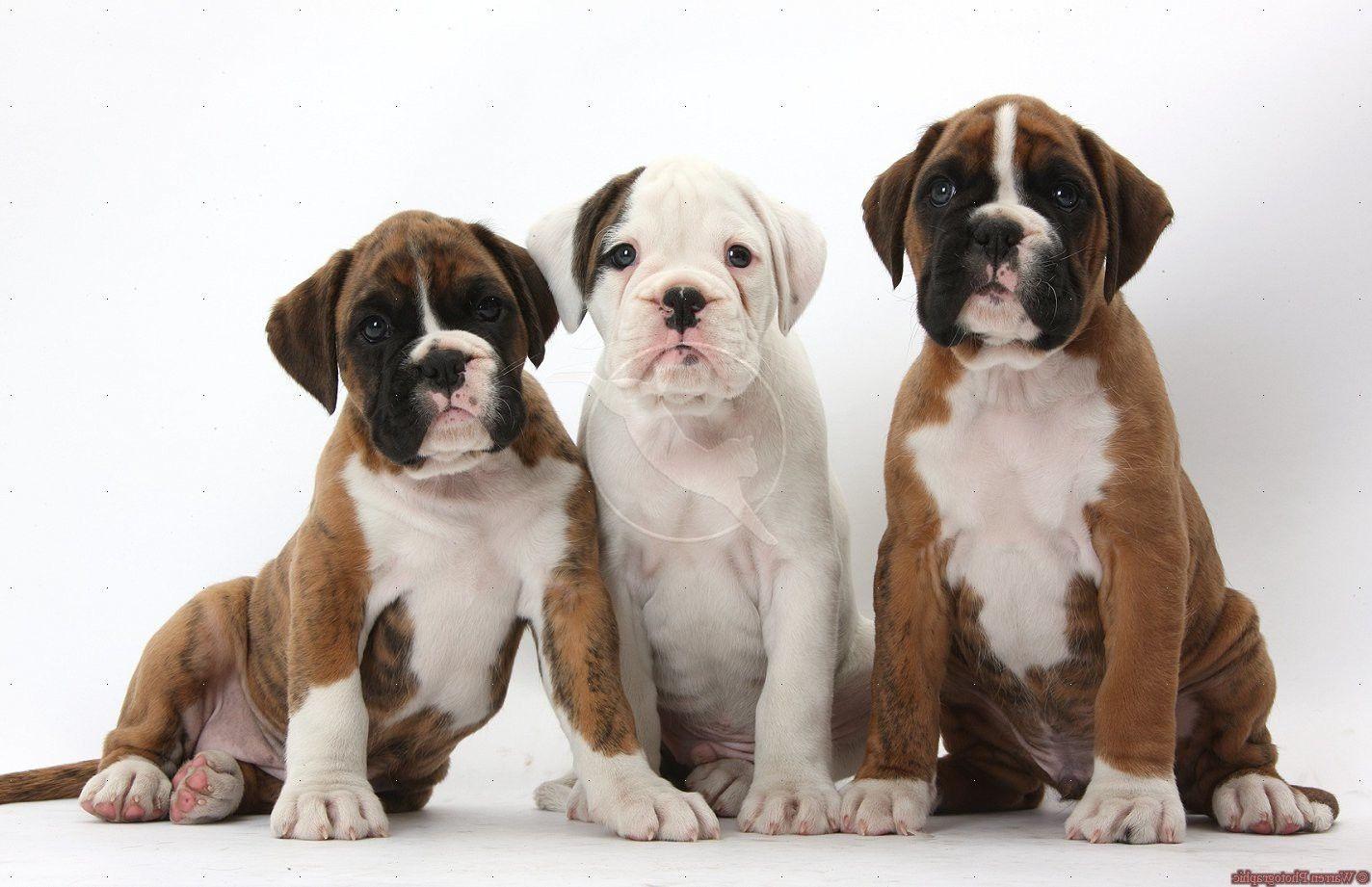 Cute Boxer Wallpapers - Top Free Cute Boxer Backgrounds - WallpaperAccess