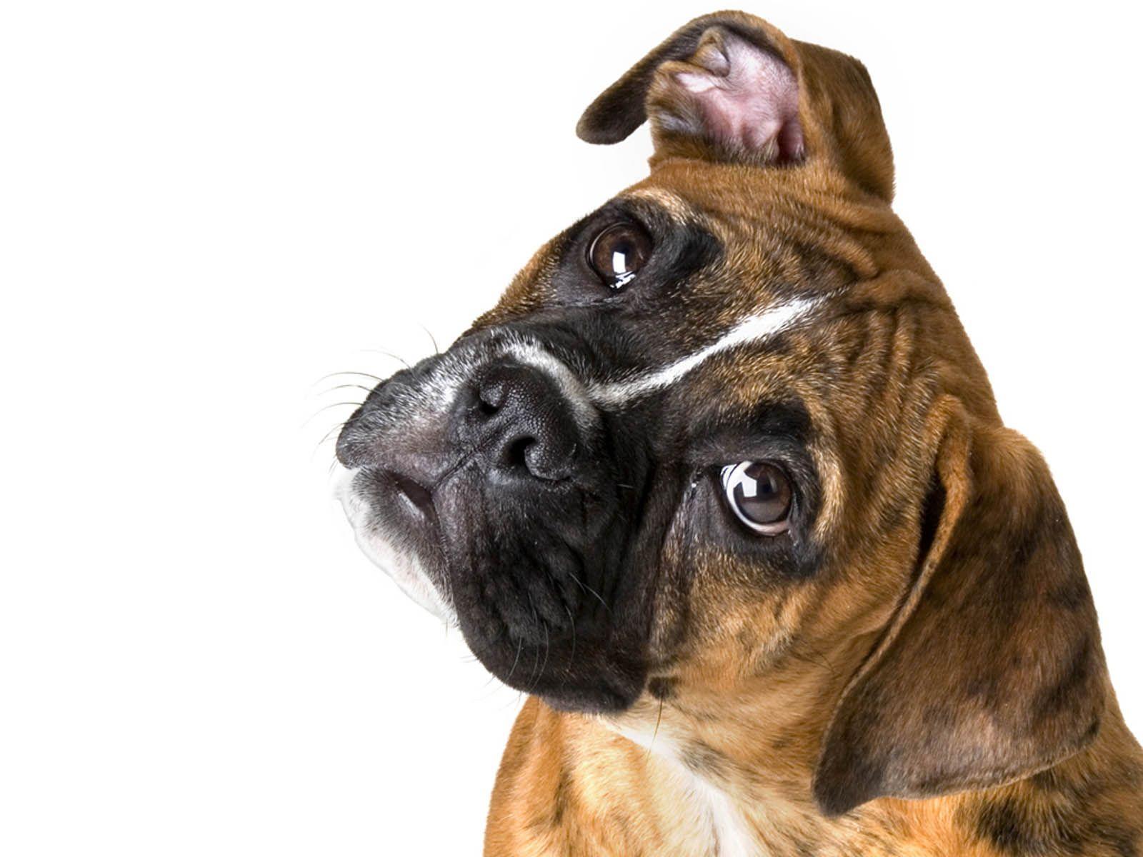 Cute Boxer Wallpapers - Top Free Cute Boxer Backgrounds - WallpaperAccess