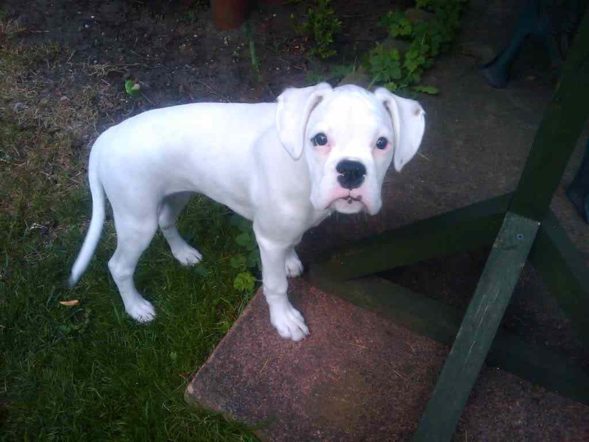 White Boxer Dog Wallpapers - Top Free White Boxer Dog Backgrounds ...