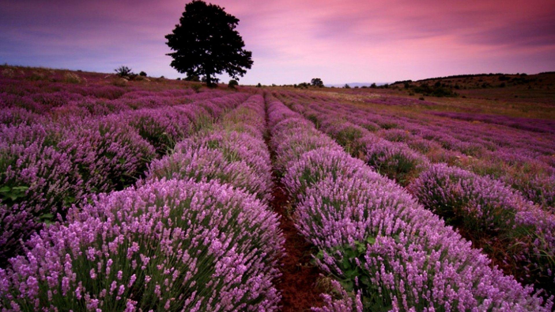 Lavender Computer Wallpapers - Top Free Lavender Computer Backgrounds ...
