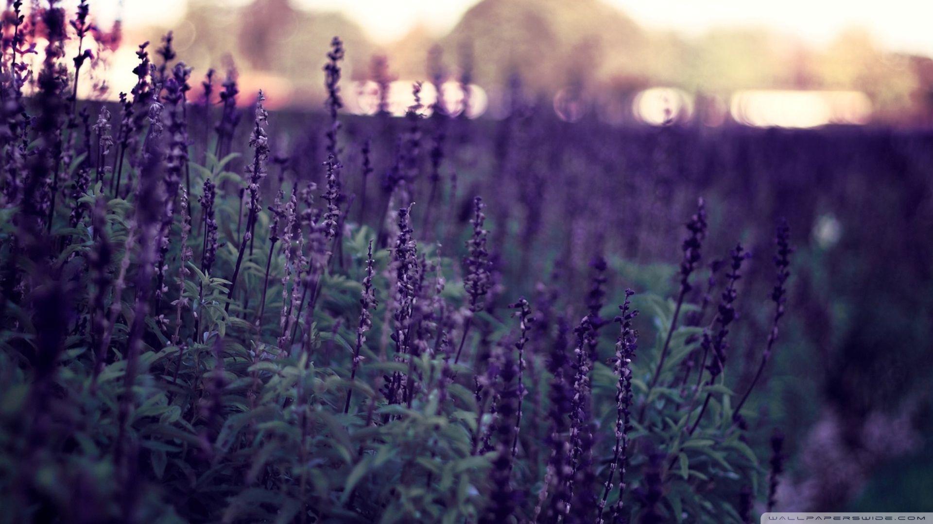 Lavender Computer Wallpapers - Top Free Lavender Computer Backgrounds ...