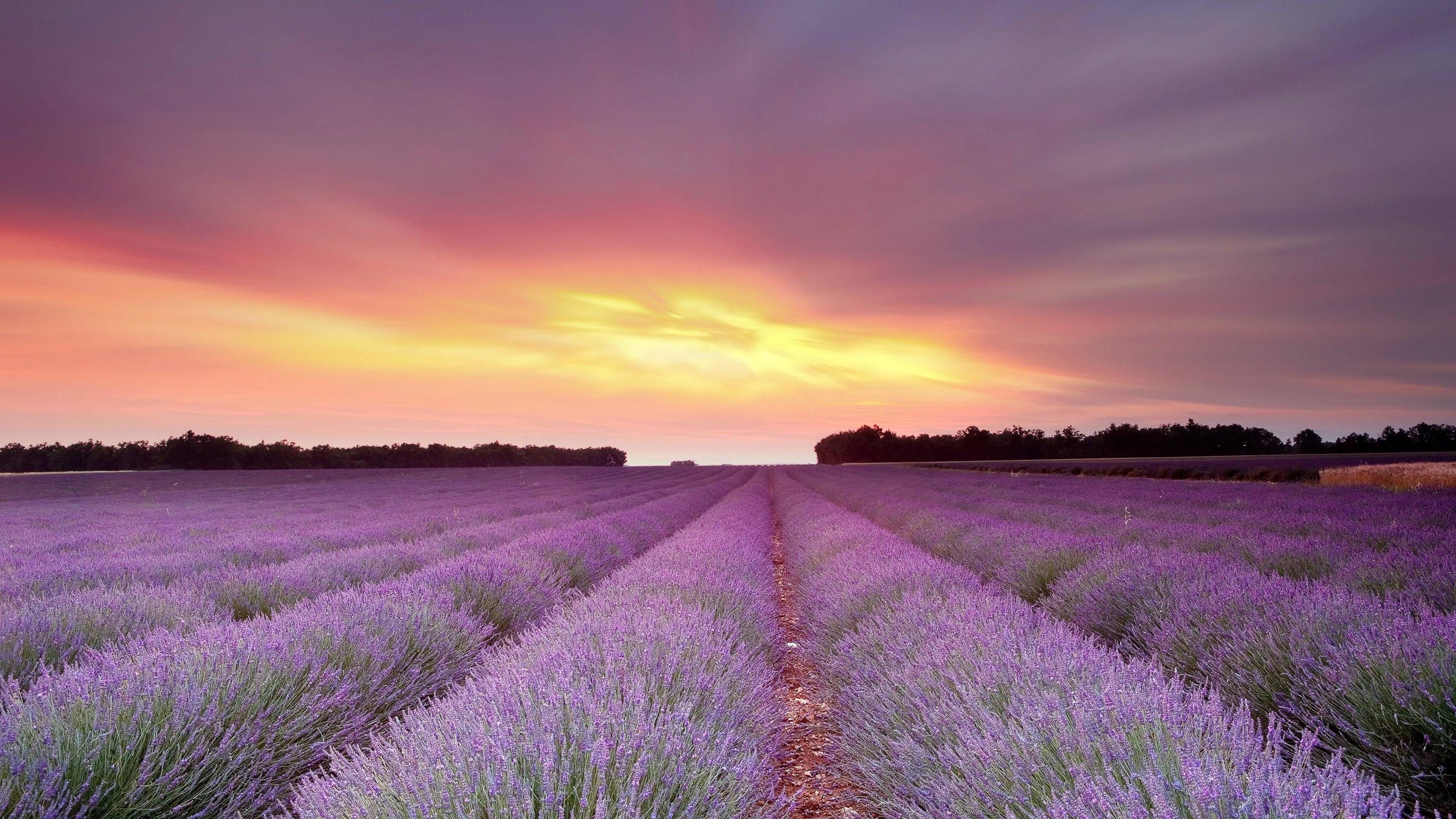Lavender Computer Wallpapers - Top Free Lavender Computer Backgrounds ...