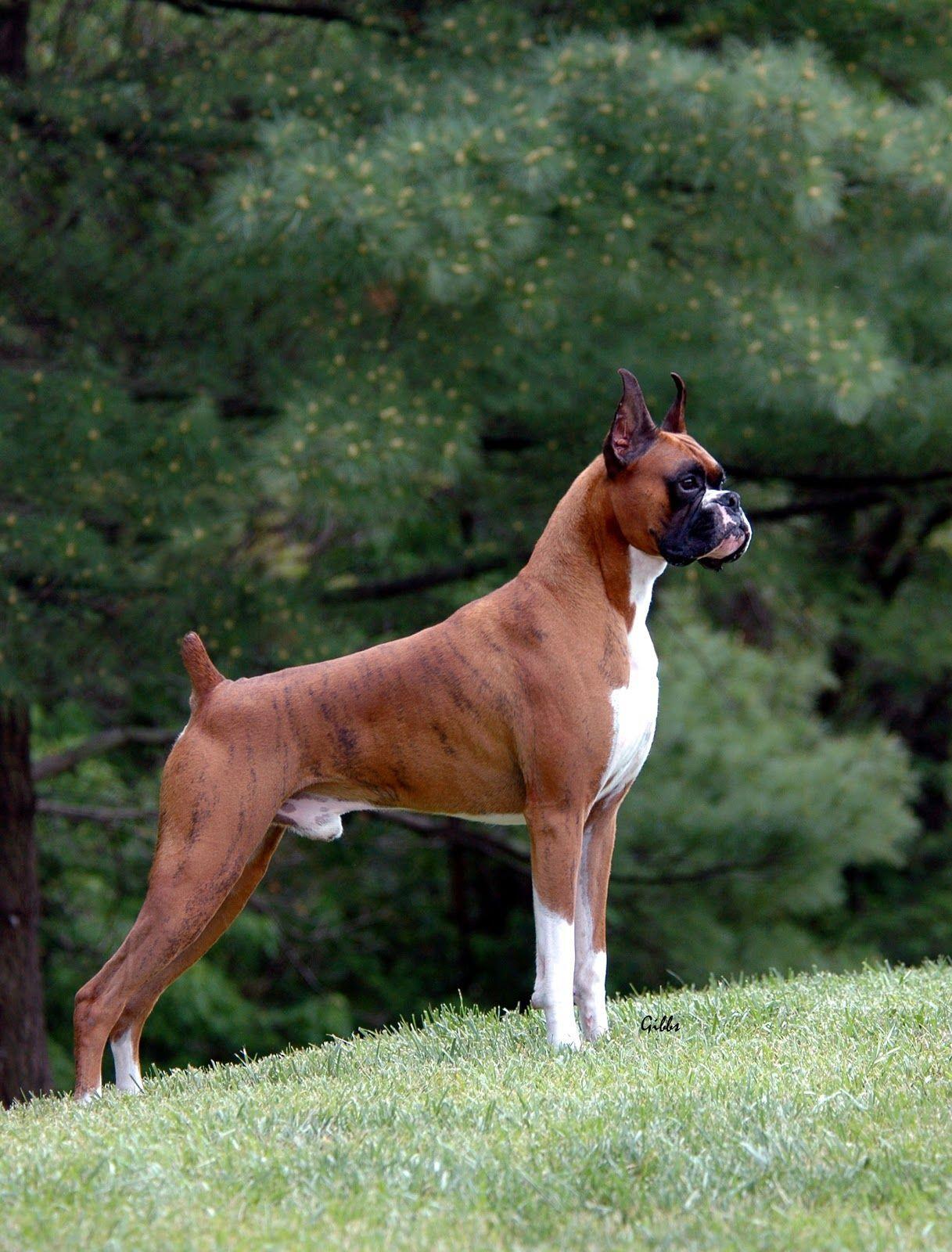 Cute Boxer Wallpapers - Top Free Cute Boxer Backgrounds - WallpaperAccess
