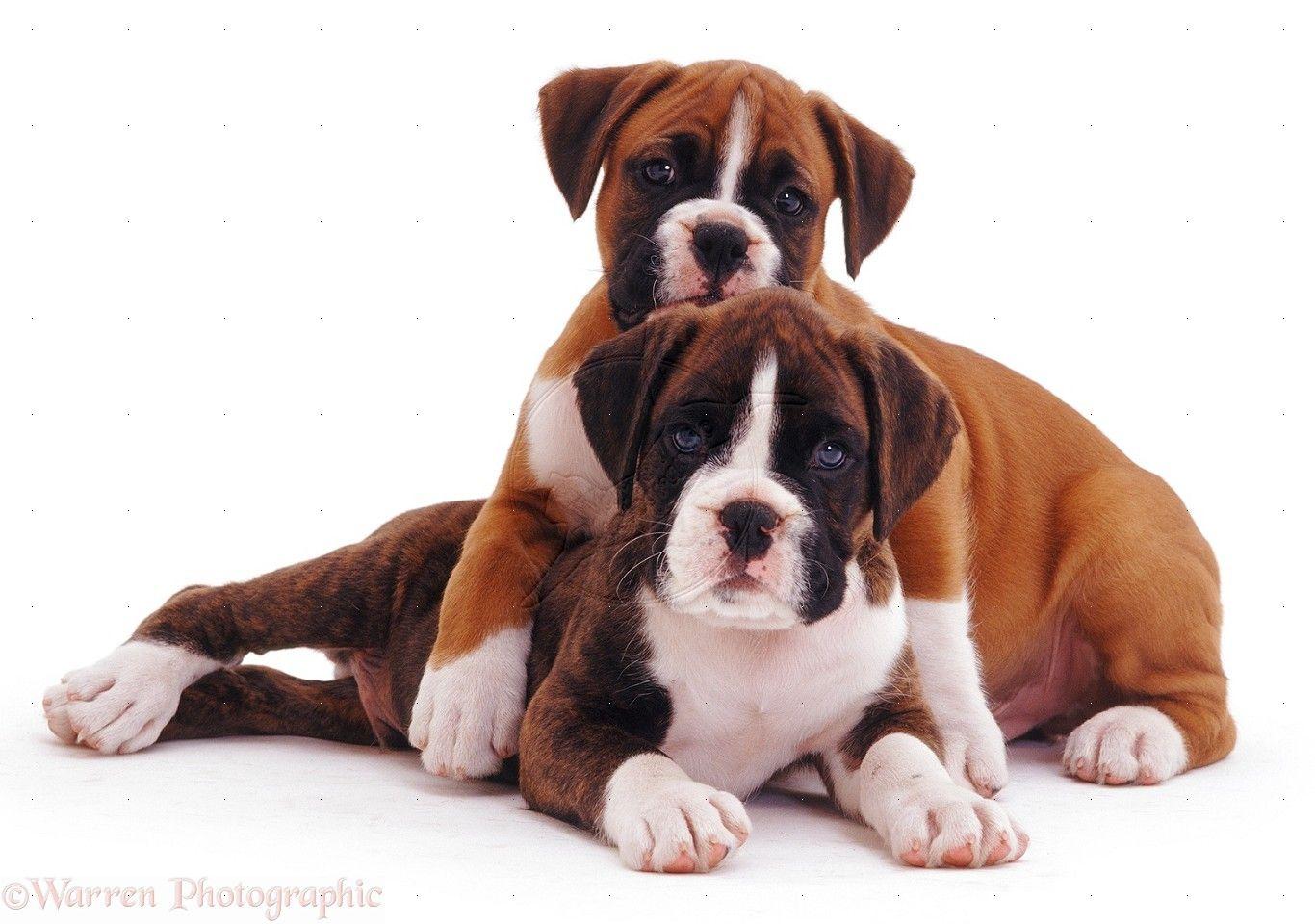 Cute Boxer Wallpapers - Top Free Cute Boxer Backgrounds - WallpaperAccess