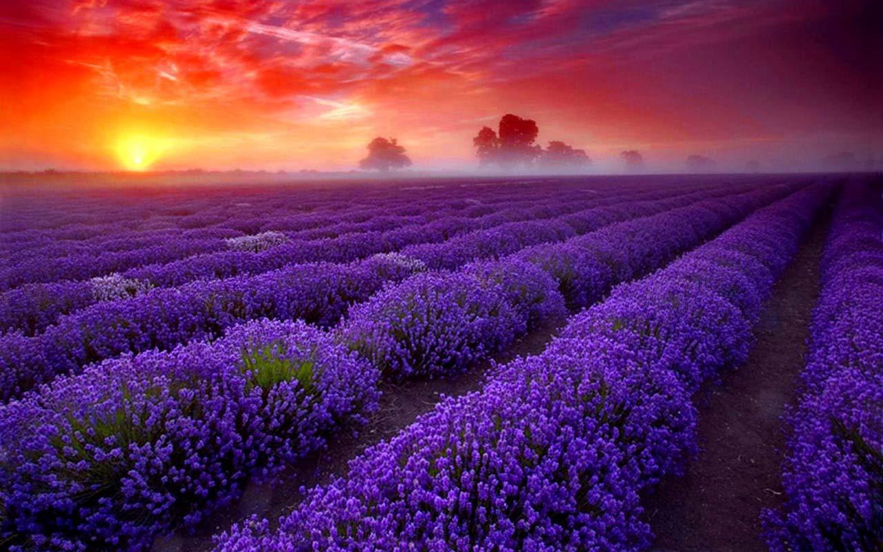 Lavender Computer Wallpapers - Top Free Lavender Computer Backgrounds ...
