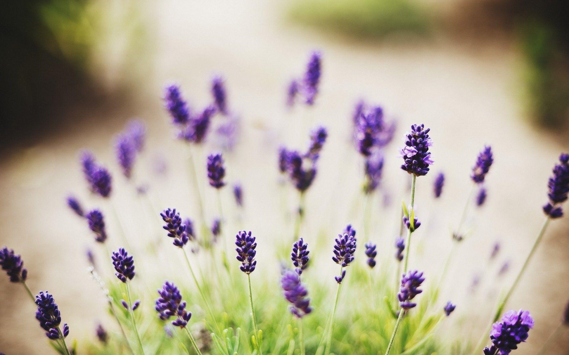 Lavender Computer Wallpapers - Top Free Lavender Computer Backgrounds ...