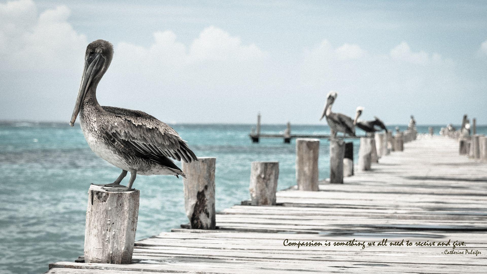 Compassion Wallpapers - Top Free Compassion Backgrounds - WallpaperAccess