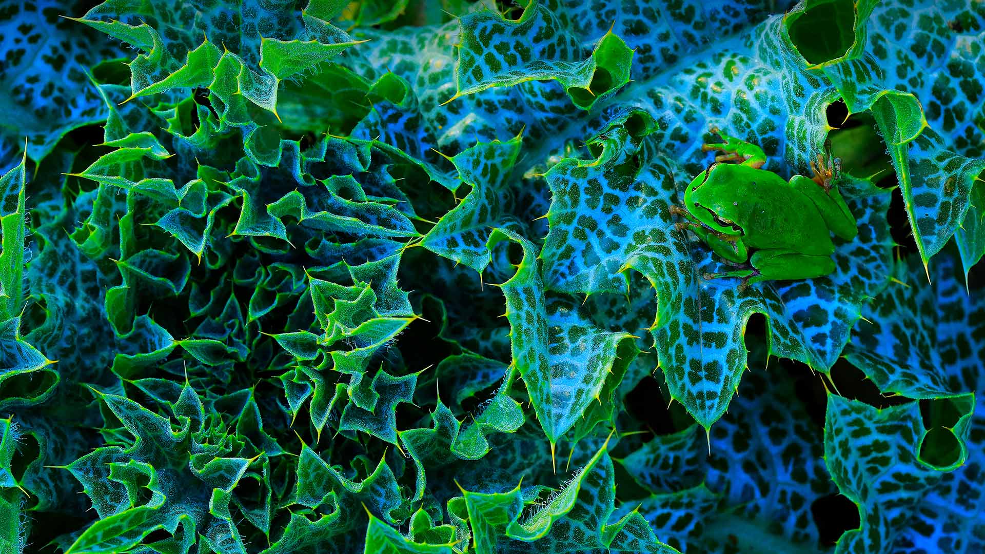 Bing Frog Wallpapers - Top Free Bing Frog Backgrounds - WallpaperAccess