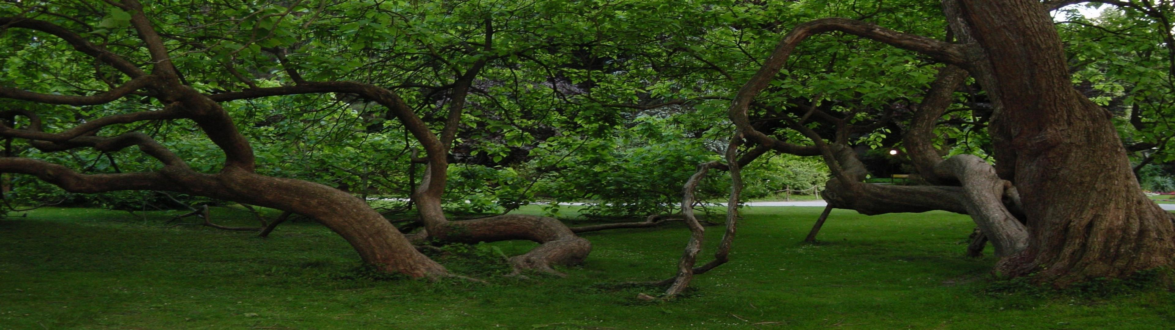 Green Dual Monitor Wallpapers - Top Free Green Dual Monitor Backgrounds ...