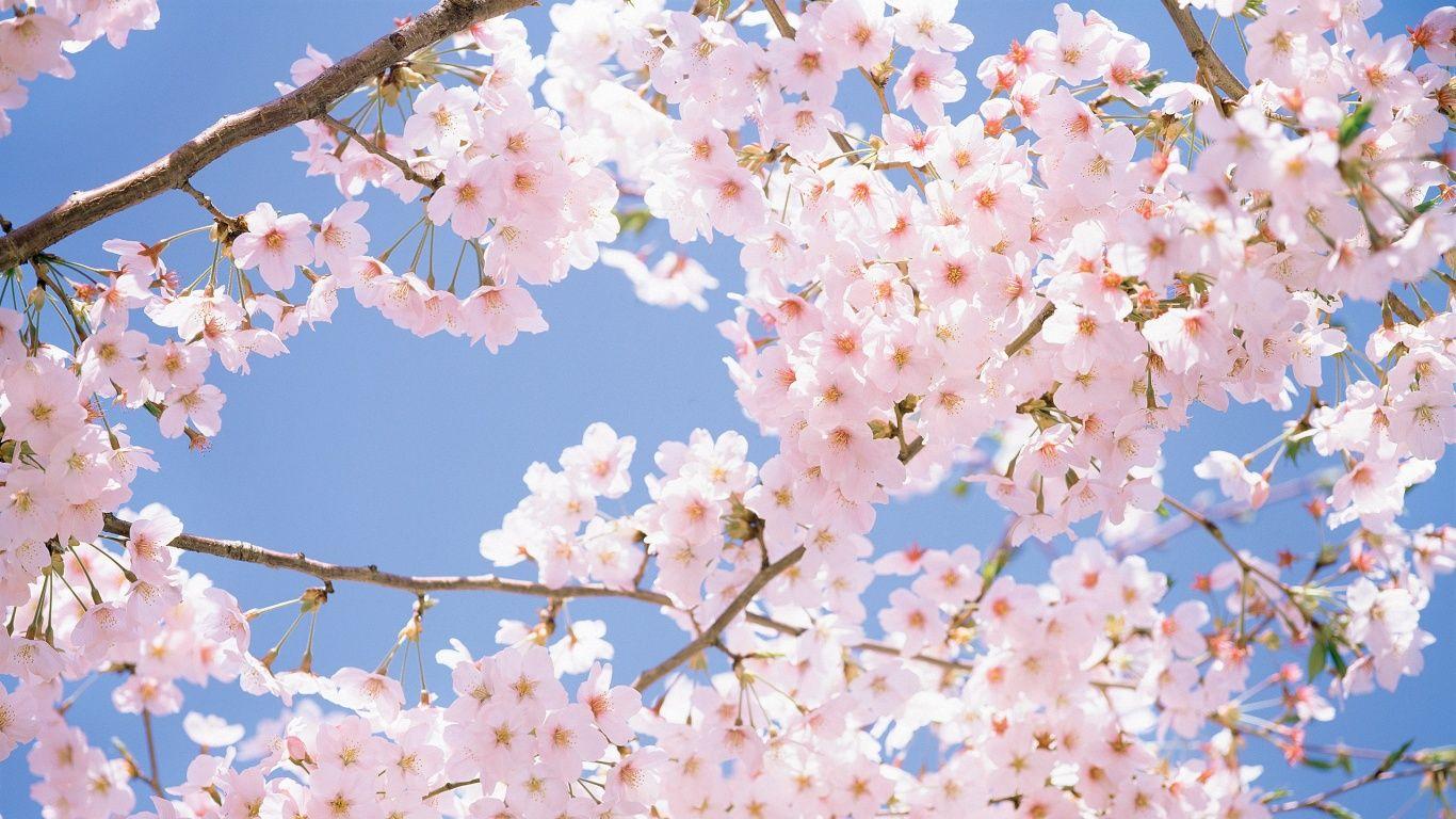 Japanese Cherry Blossom Tree Wallpapers - Top Free Japanese Cherry ...