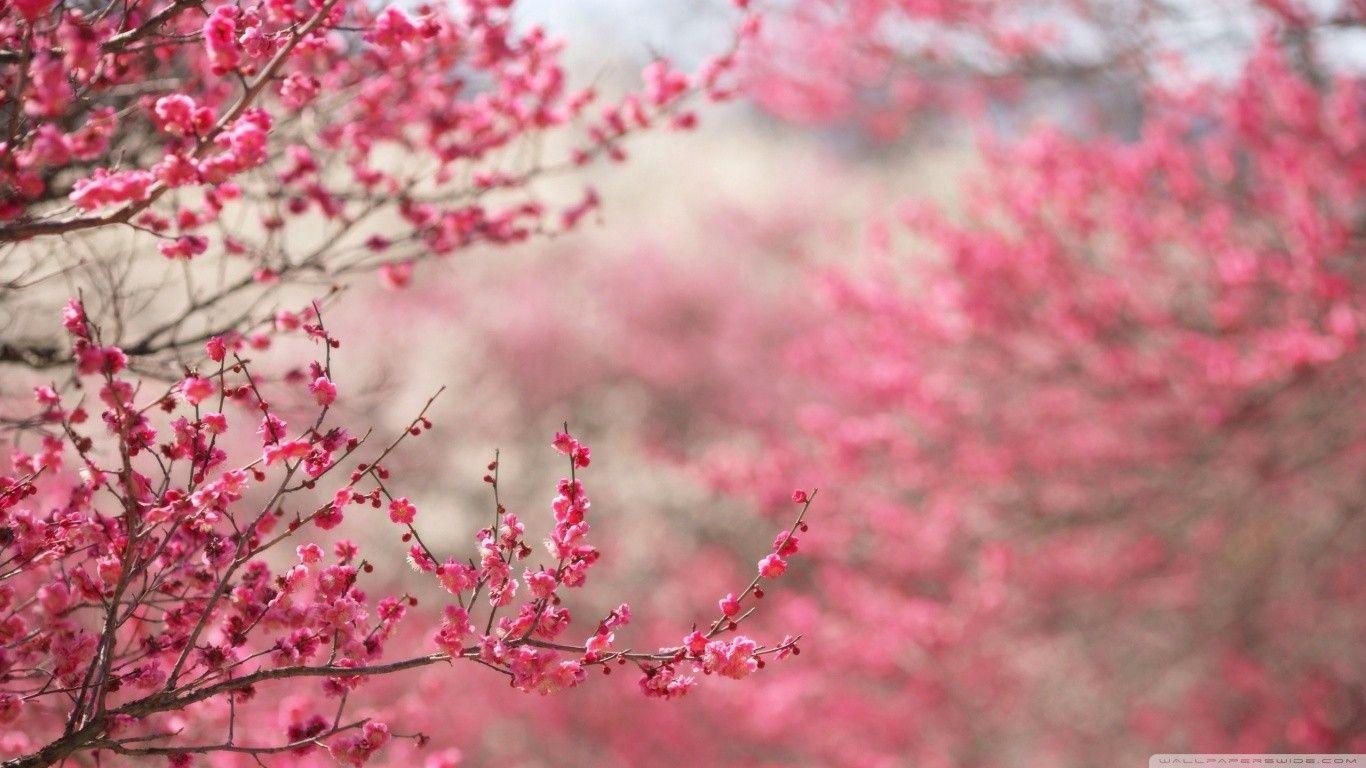 Japanese Cherry Blossom Tree Wallpapers - Top Free Japanese Cherry ...