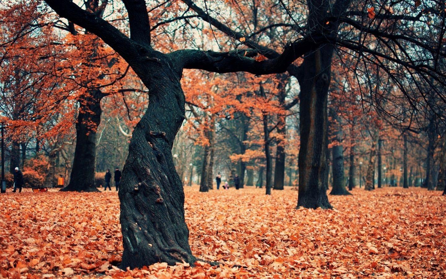 Crimson Forest Wallpapers - Top Free Crimson Forest Backgrounds ...